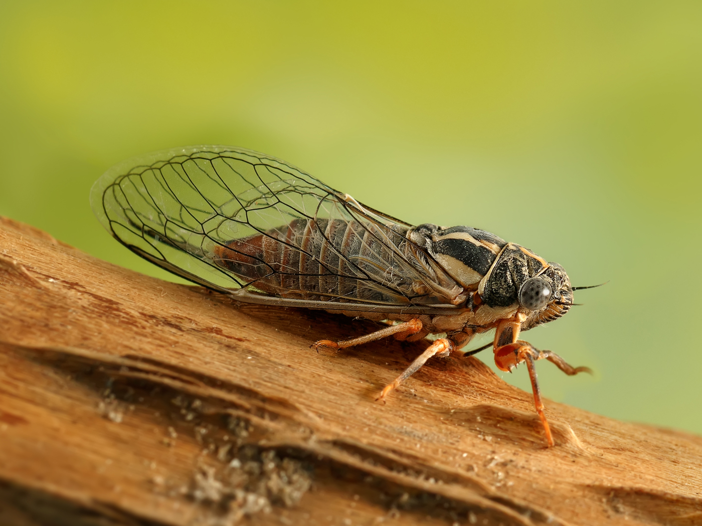 No Other Gods | The Institute for Creation Research